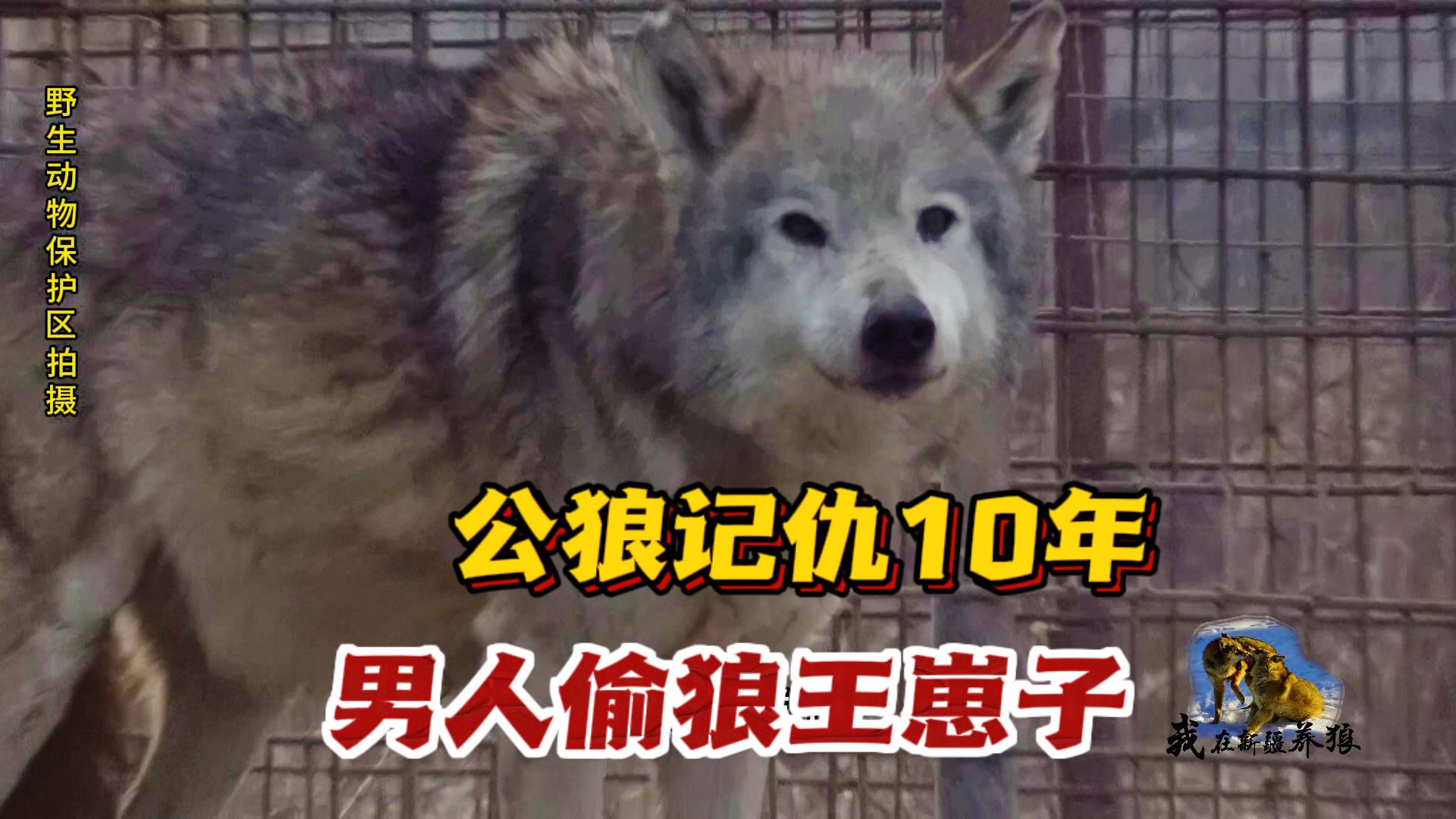 狼能记仇多久?男人偷狼王刚出生幼崽,公狼恨10年每次见面骂脏话