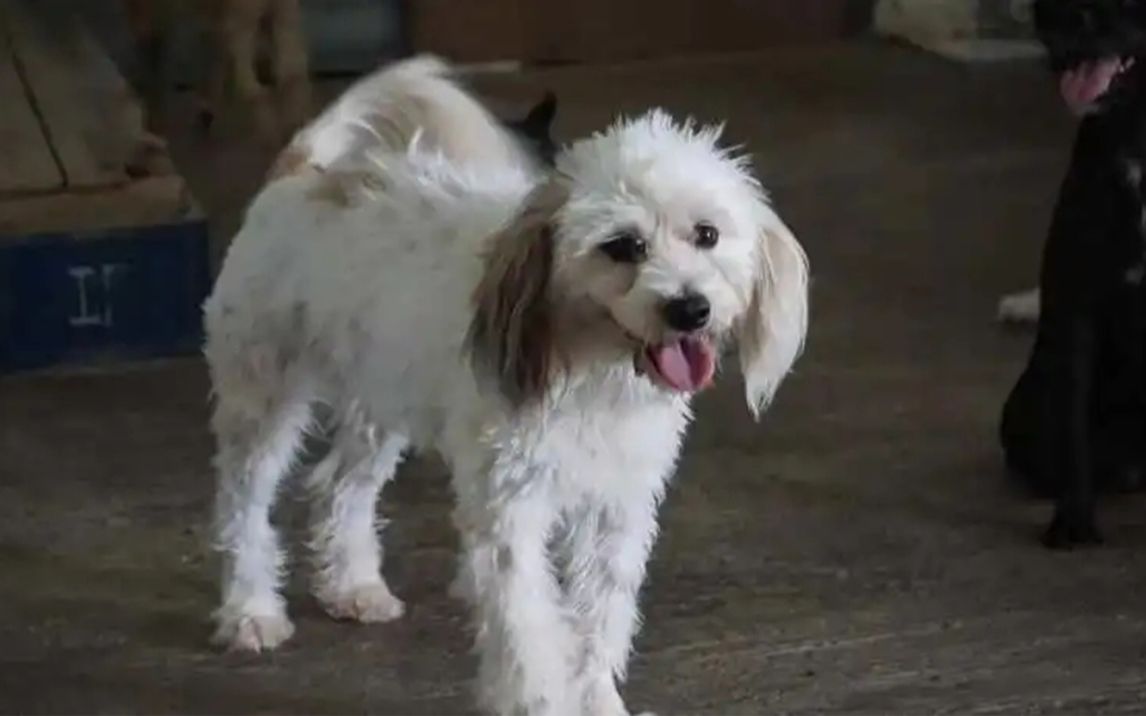 可悲,同是救助的小可怜却要相互残杀