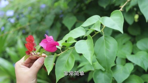 养三角梅,学会区分新芽和花芽,一年能多开几次花