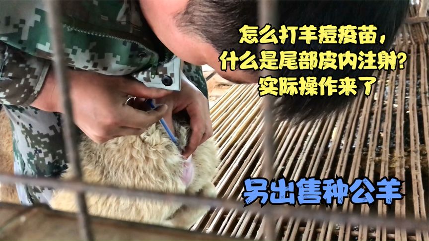 怎么打羊痘疫苗,什么是尾部皮内注射?实际操作来了