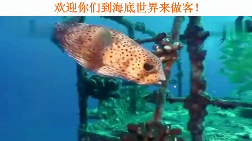 部编版三年级语文下册《海底世界》第2课时