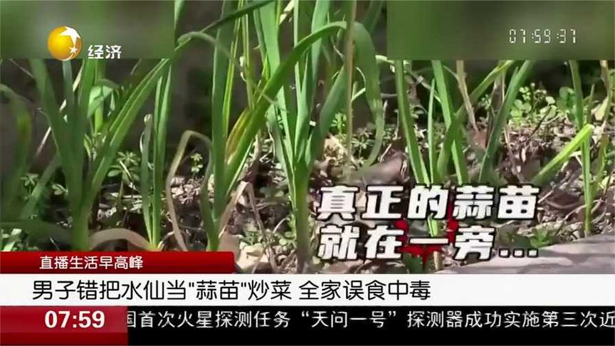 男子错把水仙当“蒜苗”炒菜,全家误食中毒