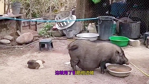 阿诗家的房子到底是框架结构还是砖混呢