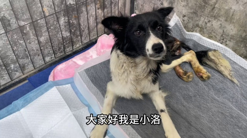 给腰椎断掉的残疾狗点点买来补血药治疗贫血,给金萨宝宝注射疫苗