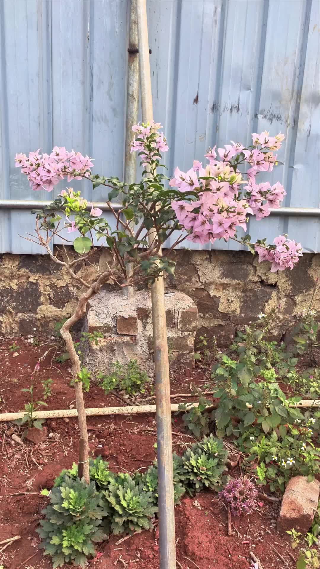 ...会慢慢被淘汰的。就像印度画报一样。几年前印度画报多火啊!现在无...