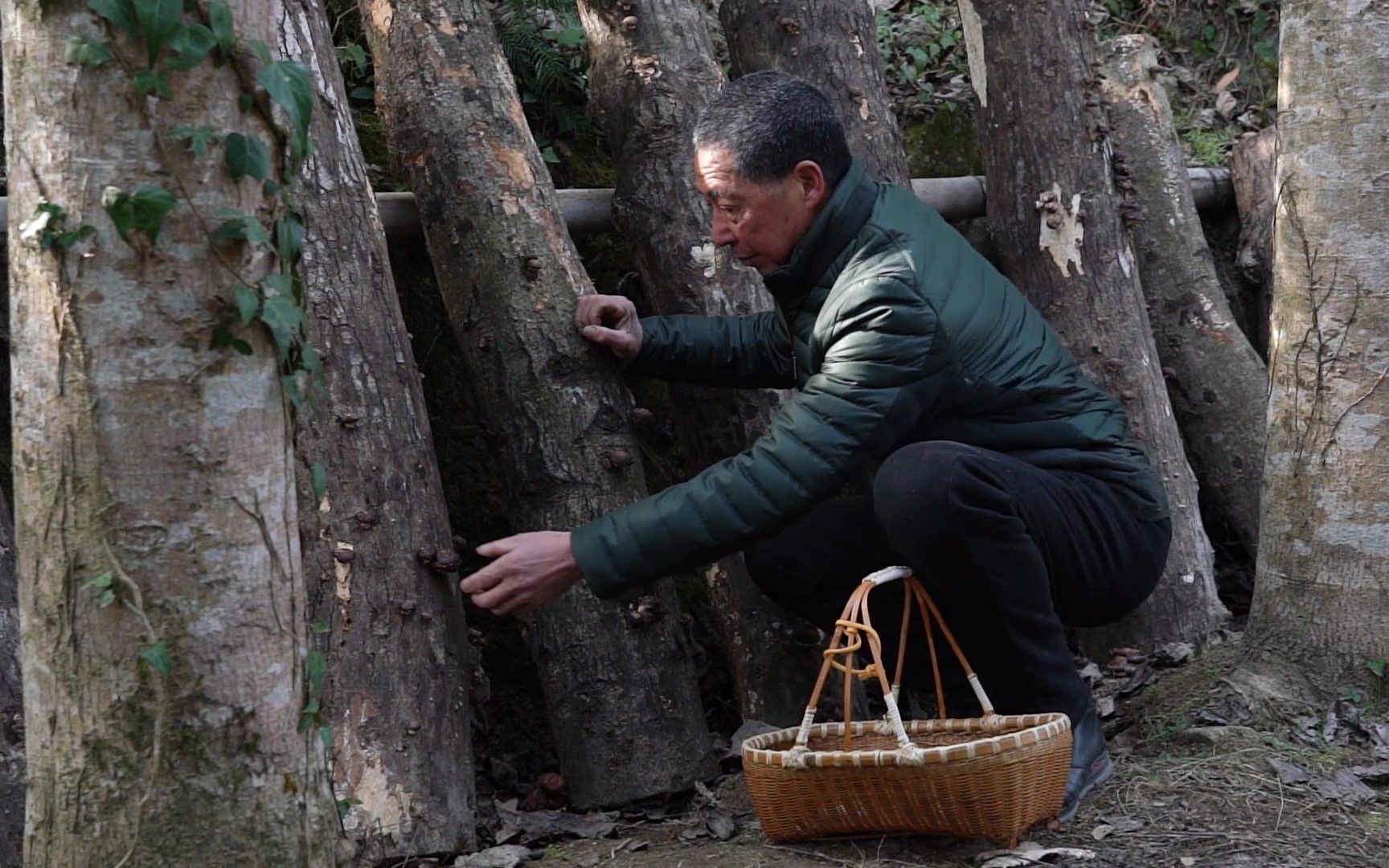 原来香菇是这样长出来的?3分钟带你了解,香菇生长全过程