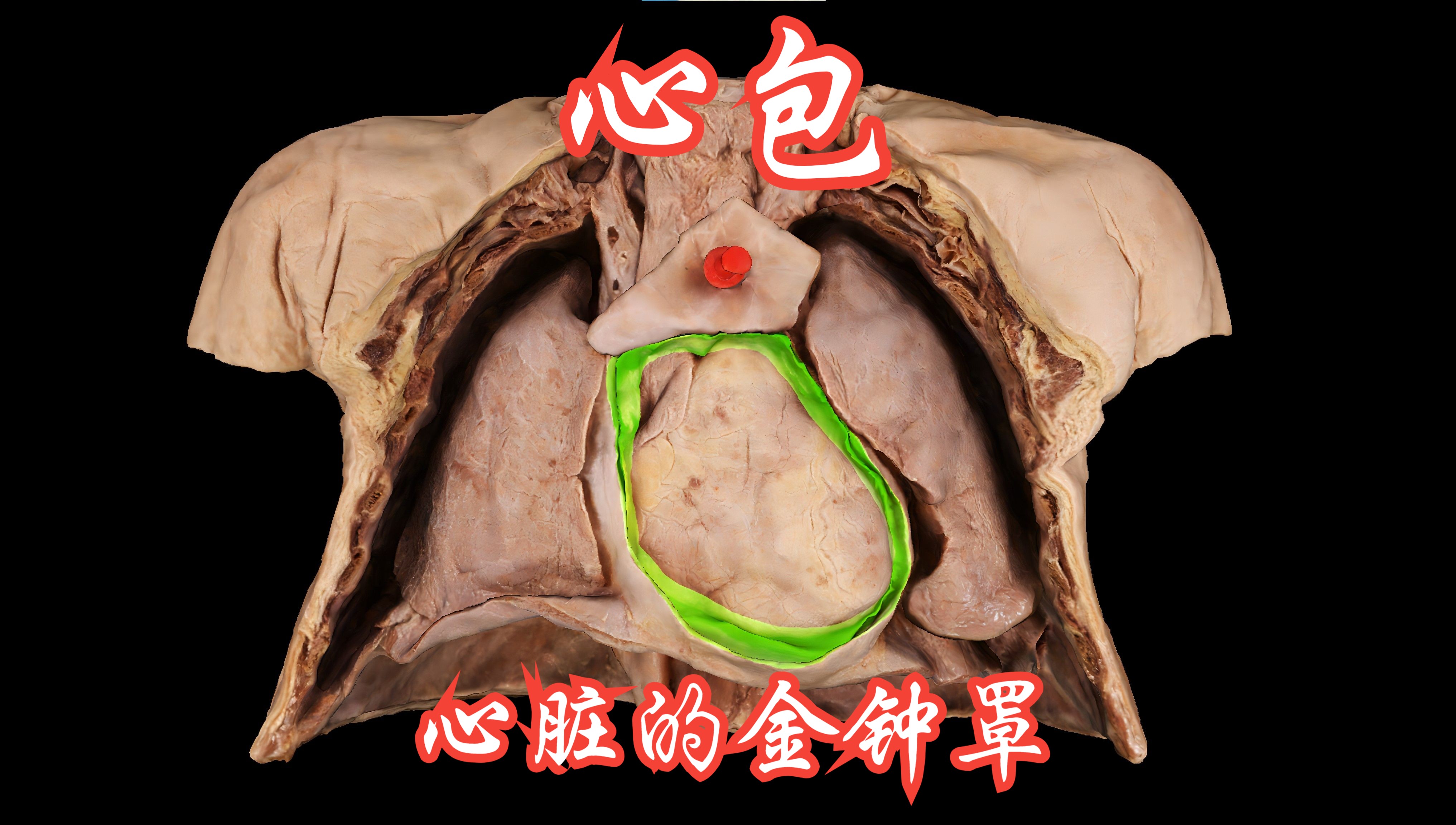 心包,心脏的金钟罩