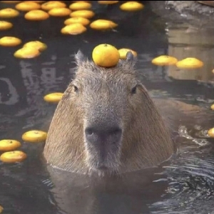 一只加菲cat 