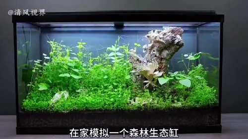 在家模拟一个地球生态缸见证它00天的种族崛起与兴衰生态缸帝模拟器