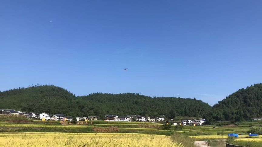 “稻+”种植示范区
