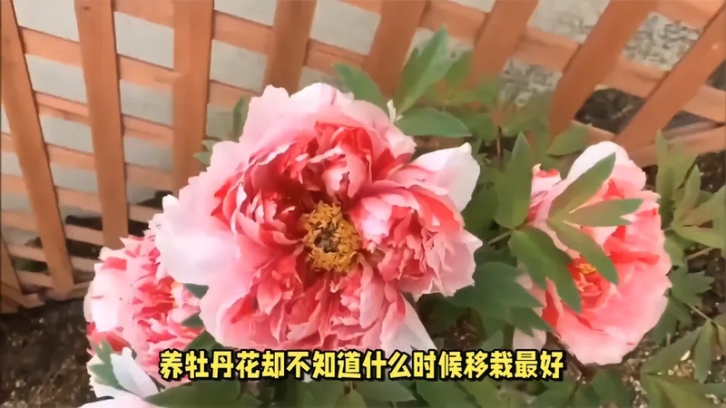 牡丹花什么时候移栽最好需要注意哪些问题