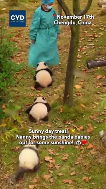 Sunshine & pandas!