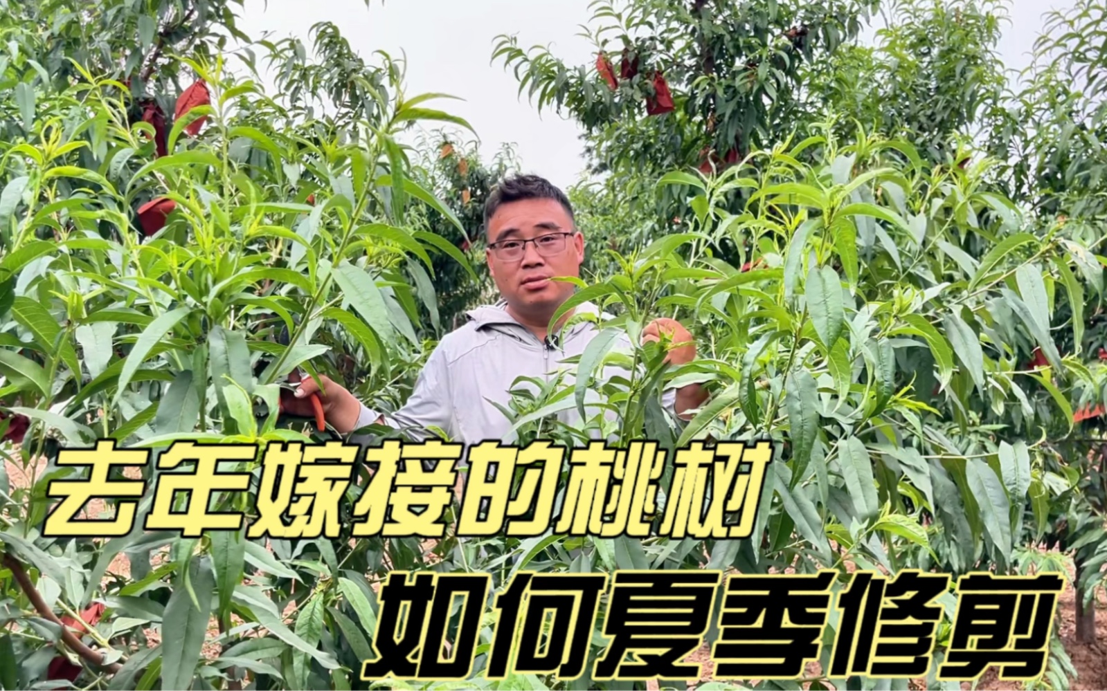 去年嫁接的桃树,夏季如何修剪呢?一起来看看吧