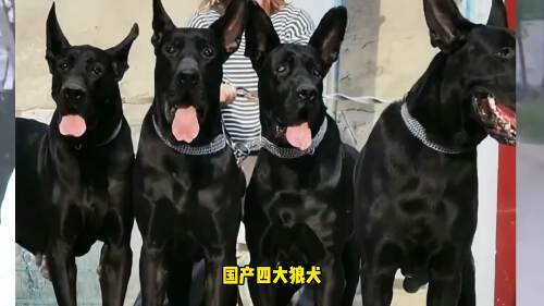 国产四大狼犬,个个骁勇善战,第三名墨界黑狼犬