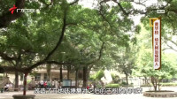 保护树木的正确打开方式  “树医”黄华枝手把手教你保护树木