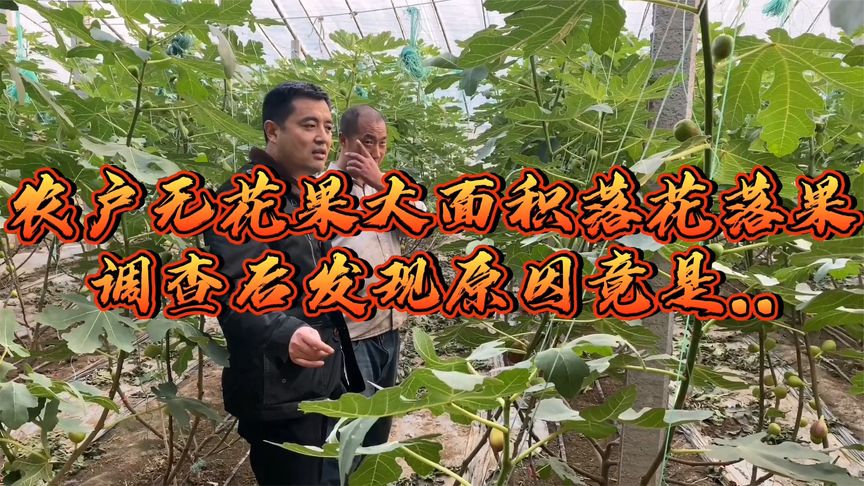 农户种无花果大面积落花落果,现场调查发现原因,果树朋友要注意