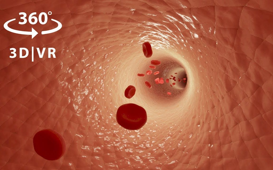 【360° VR】人体探秘