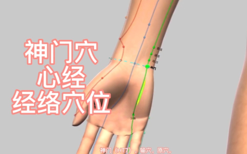 神门穴_心经_经络穴位