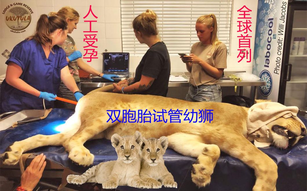世界首列人工受孕双胞胎试管幼狮诞生,为拯救濒临灭绝的猫科动物...