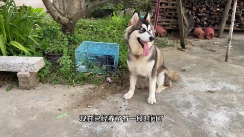 老乡养了一只温顺的宠物狗,听说能值一万元,不知道是什么品种