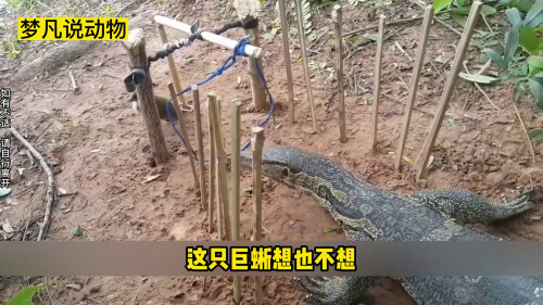 小哥凭着聪明智慧,用小木棍鞋带制作简陋工具,但效果却极其惊人