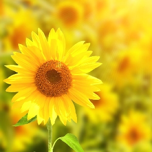 阳光工作室校园版 