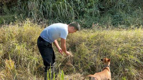 1800元看门狗进山实战!狩猎表现能否值回票价?