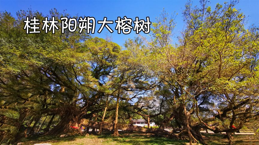 桂林大榕树是我见过最大的树,独木成林,还有比它更大的吗