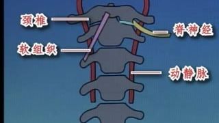 脊柱相关疾病辩证推拿治疗手法-头痛-眩晕