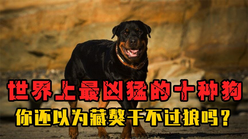 世界上最厉害的10种狗,就连藏獒都排不了第一,遇到赶紧跑