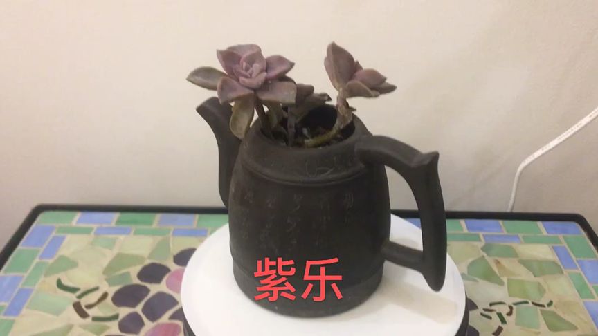 茶壶不仅可以用来煮饺子,选择不同的花器收获不同的花