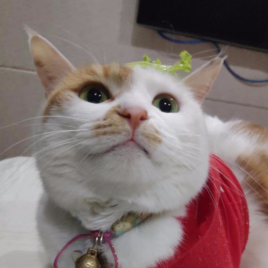 老猫鱼不吃鱼 
