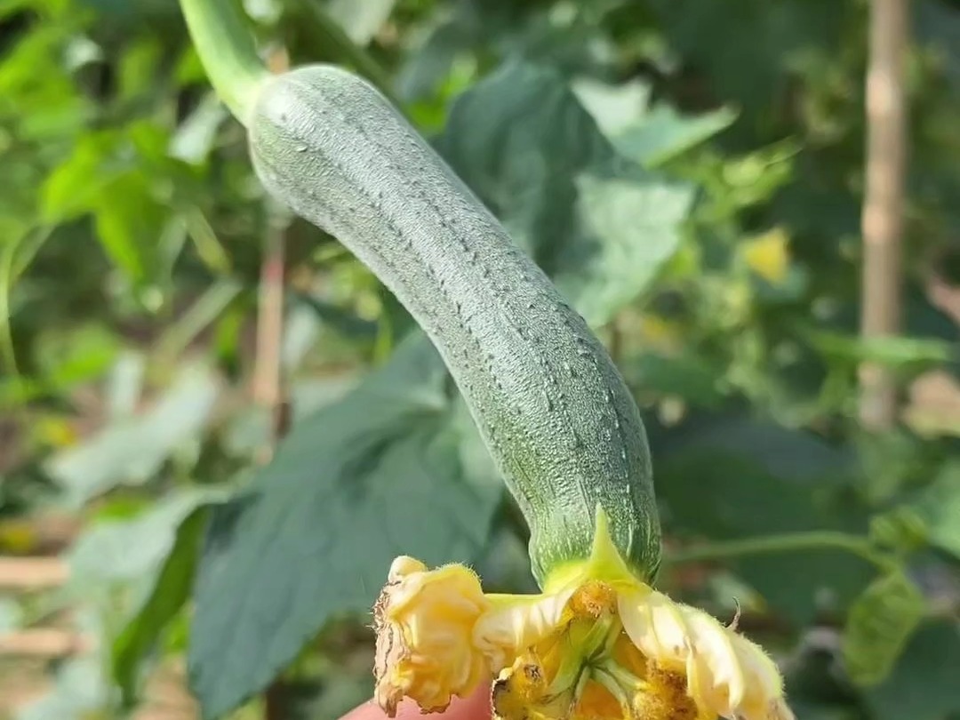 教你一个保护丝瓜的好方法