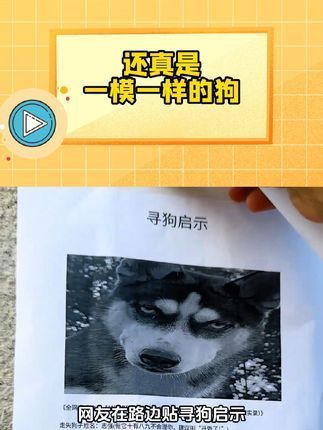 还真是一模一样的狗#万万想不到 #搞笑