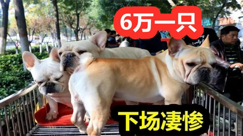 几万元买的法斗犬恶霸犬,几百块没人要,顶级名犬下场凄惨