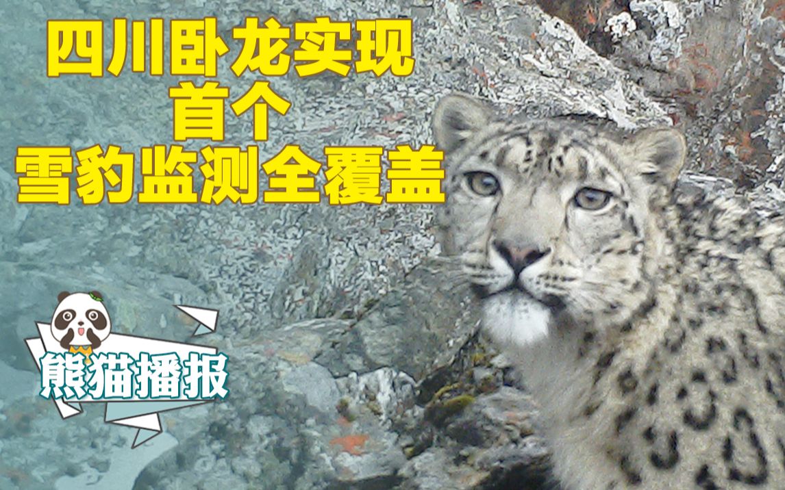 卧龙雪豹平均密度高于全国十倍