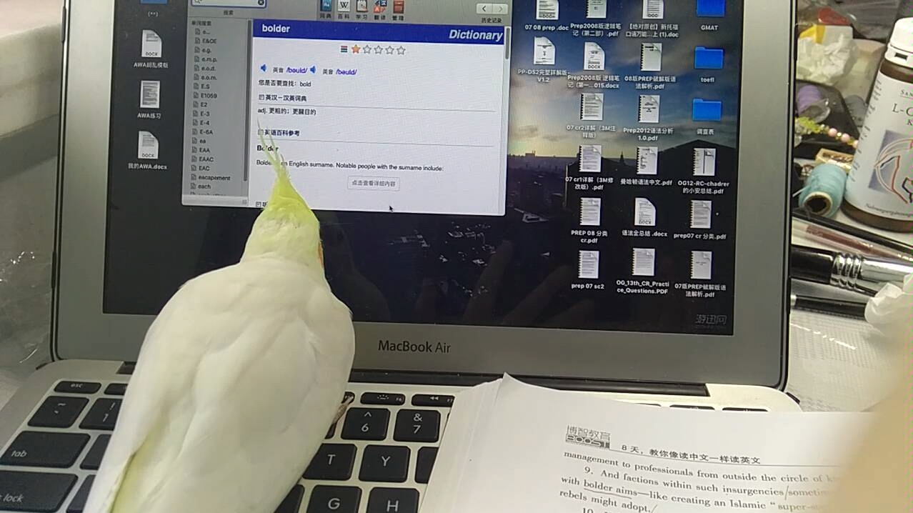 【玄凤鹦鹉】用鼠标逗鸟的正确方式