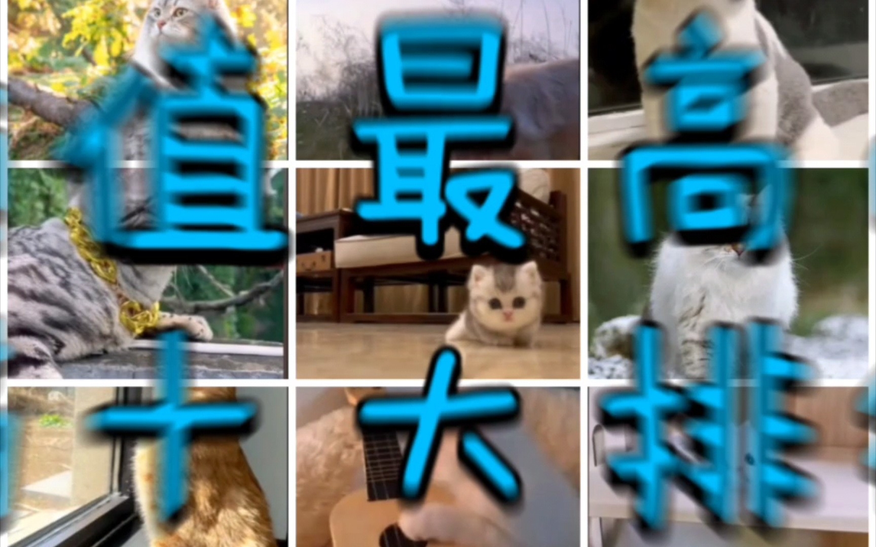 颜值最高的猫猫十大排行榜