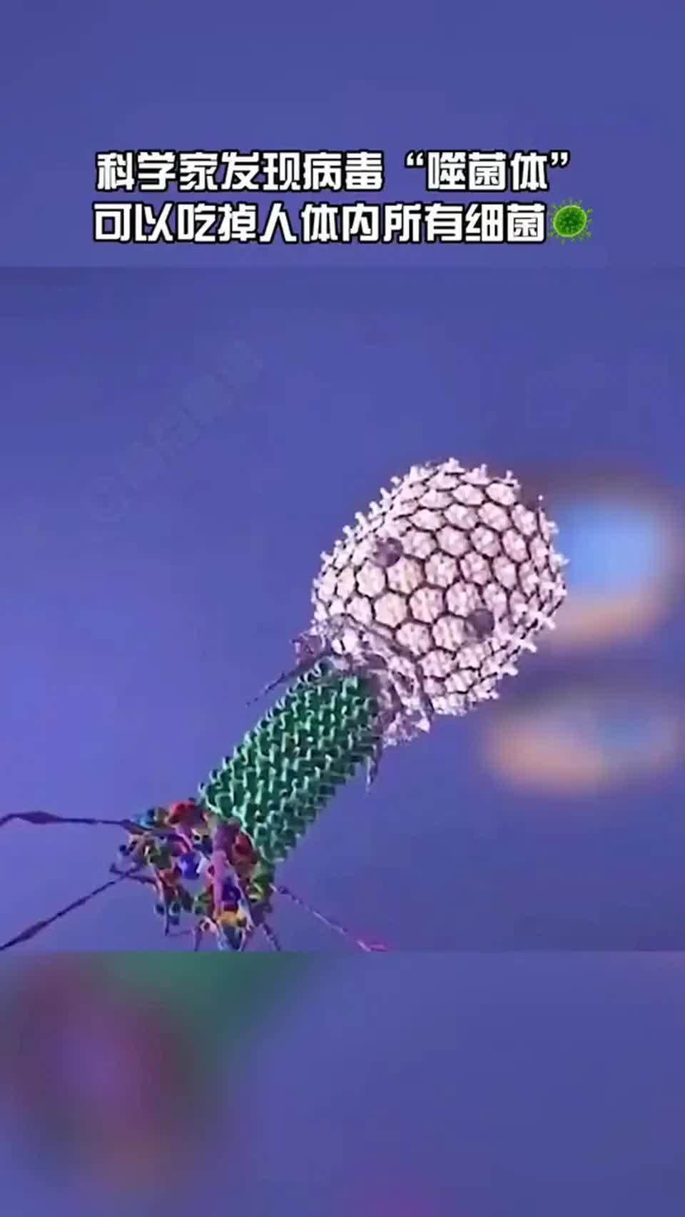 科学家发现一种名为"噬菌体"的病毒可以消灭人体内的细菌