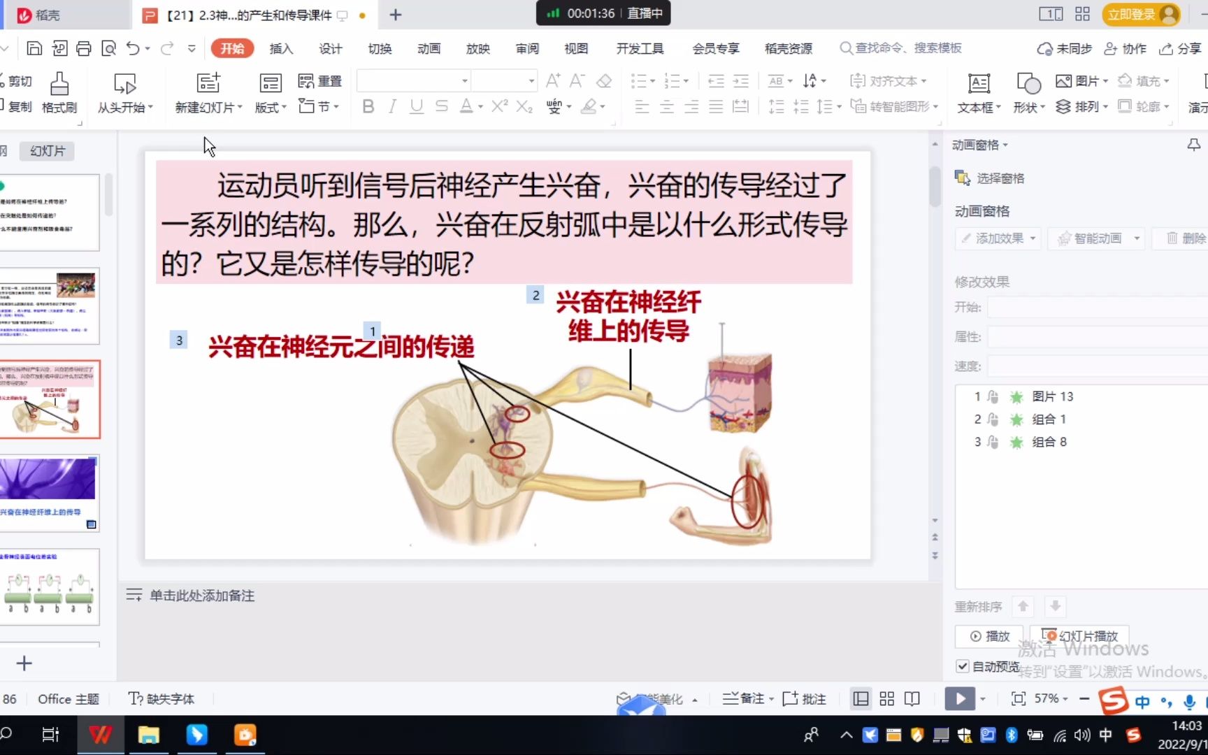 【选一】2.3神经冲动的产生和传导