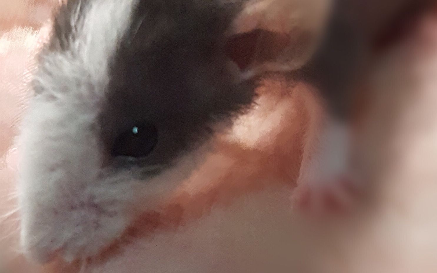 ...简直长得一模一样嘛。秃秃秃秃秃秃秃秃秃秃秃秃秃秃秃秃秃秃秃秃秃