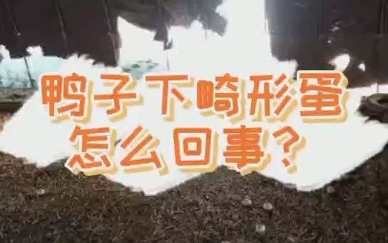 蛋鸭产沙壳蛋是什么原因 鸭蛋畸形蛋形成的原因有哪些 种鸭有畸形蛋...