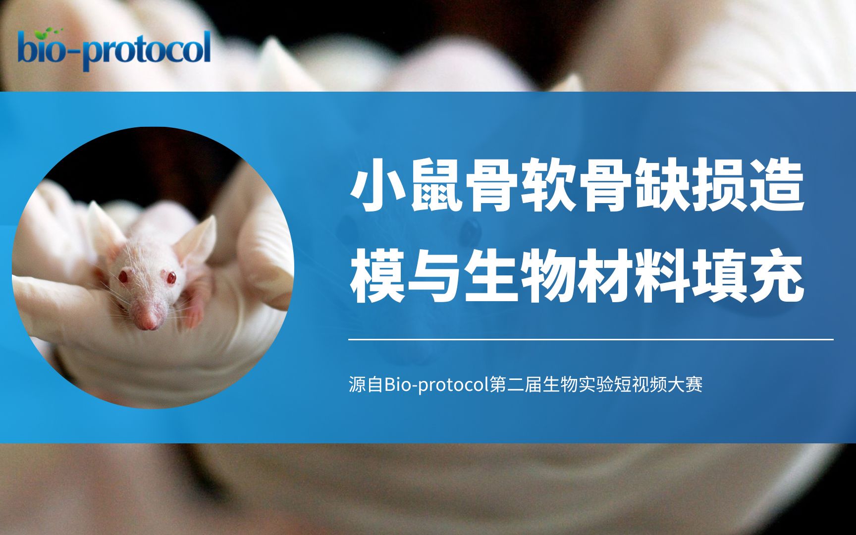 【Bio-protocol】小鼠骨软骨缺损造模与生物材料填充