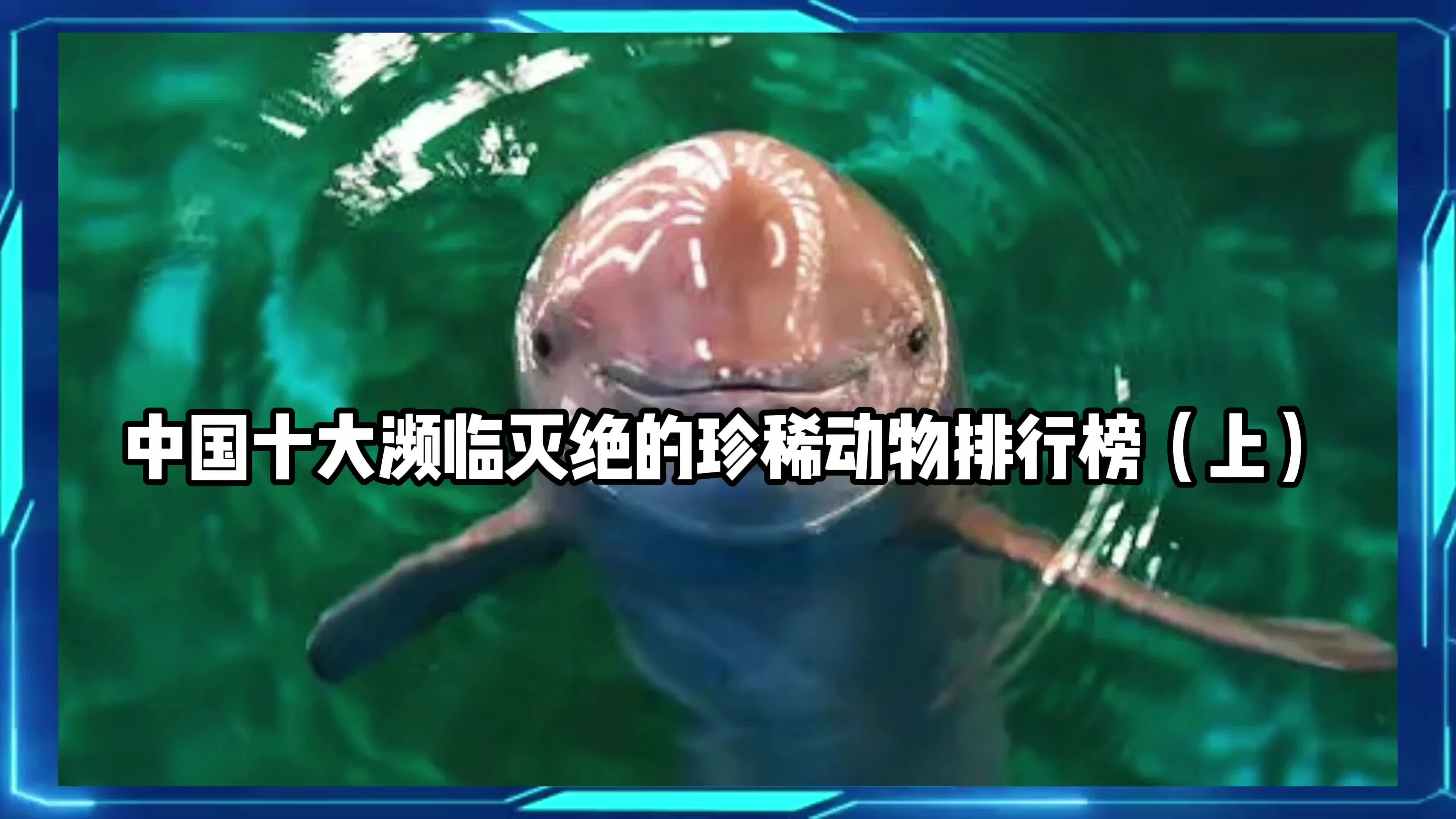 中国十大濒临灭绝的珍稀动物排行榜(上)