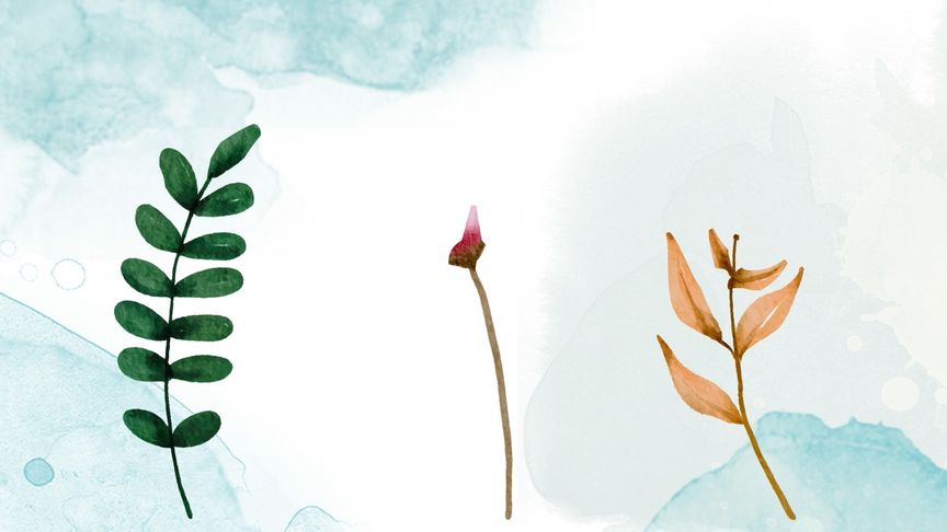 AE的Motion插件配合Autofill插件,制作二维植物生长动效 #室内