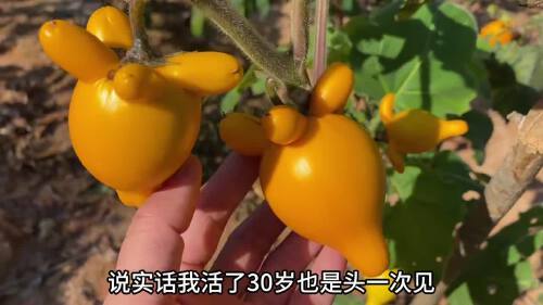 这种果实活了30岁还是头一次见,长相奇特,用途非常强大