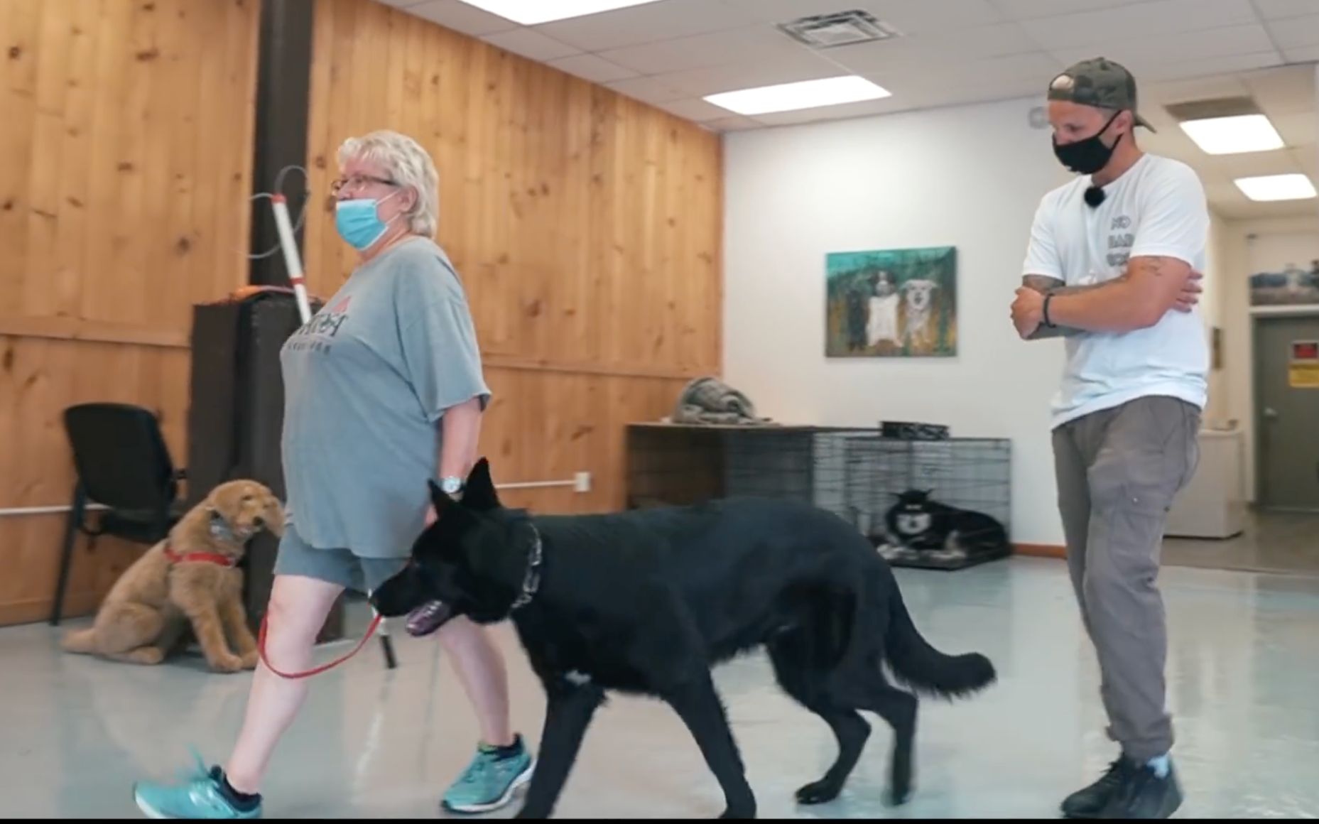 【德牧】训犬师能力怎么样?狗主人来收作业啦!