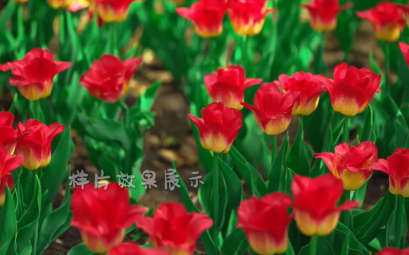 e645 2K超高清画质植物小草生长过程花朵开放春天风景蝴蝶翩翩起舞...
