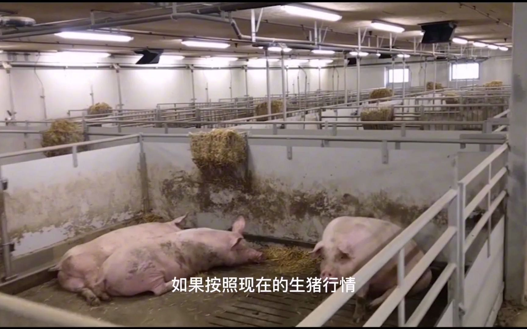 养猪200%以上的利润,大养猪场是如何降低成本的,小场开始就输了