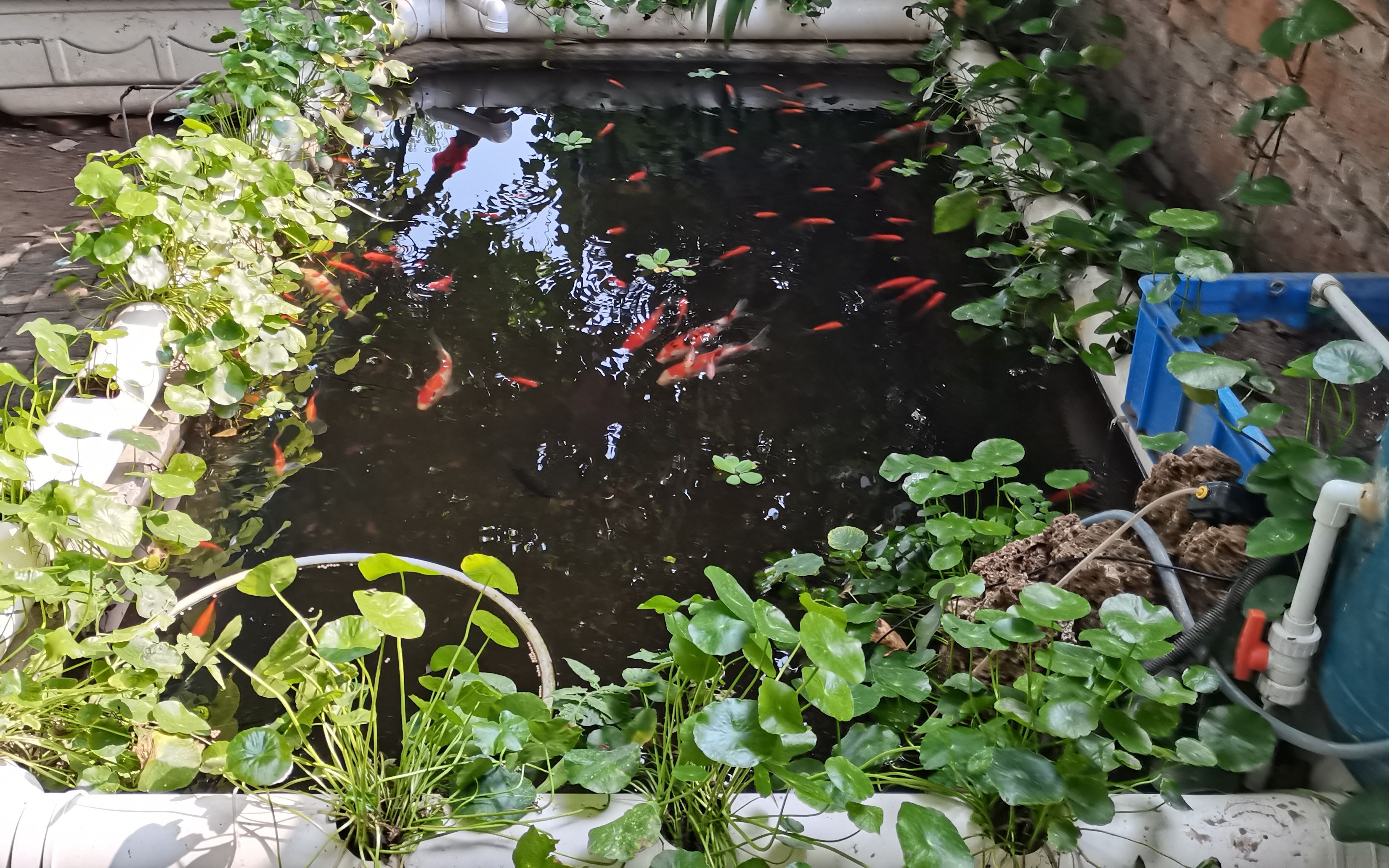 利用铜钱草植物过滤,模拟大自然生态环境,这样养鱼就不会死了